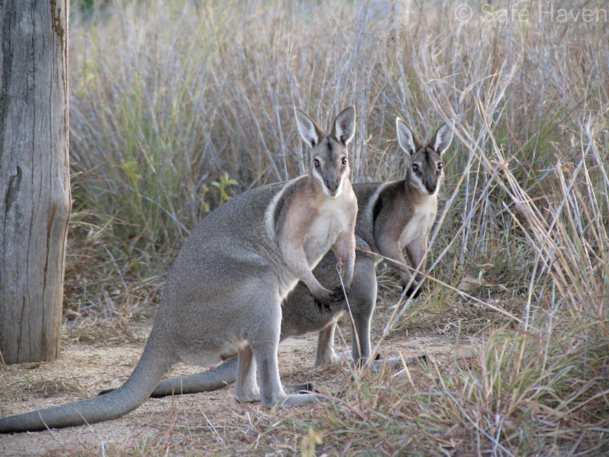 Bridled Nailtail Wallabies - AACE - Safe Haven